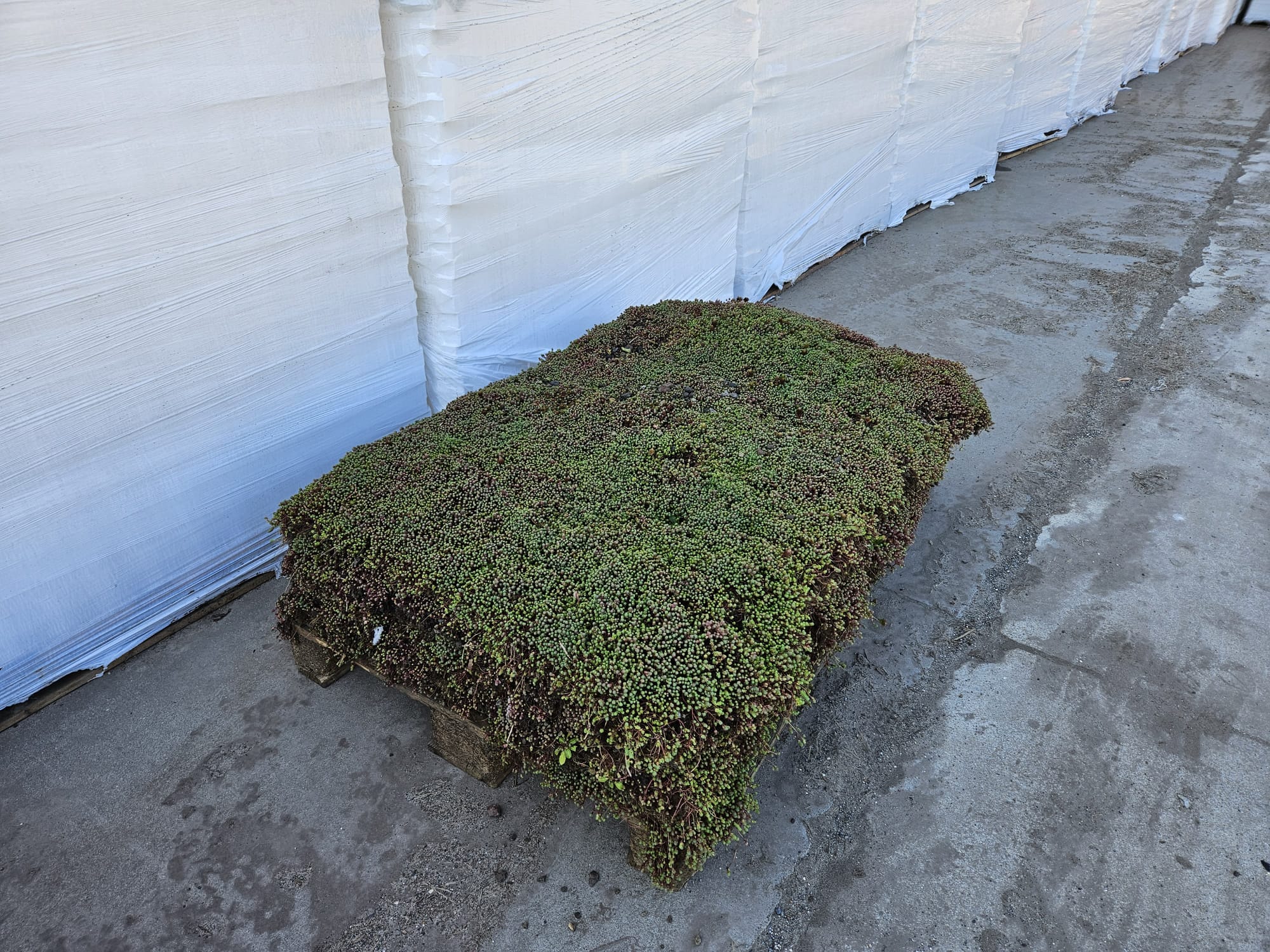 Groendak Sedummixmat - De Witte BV