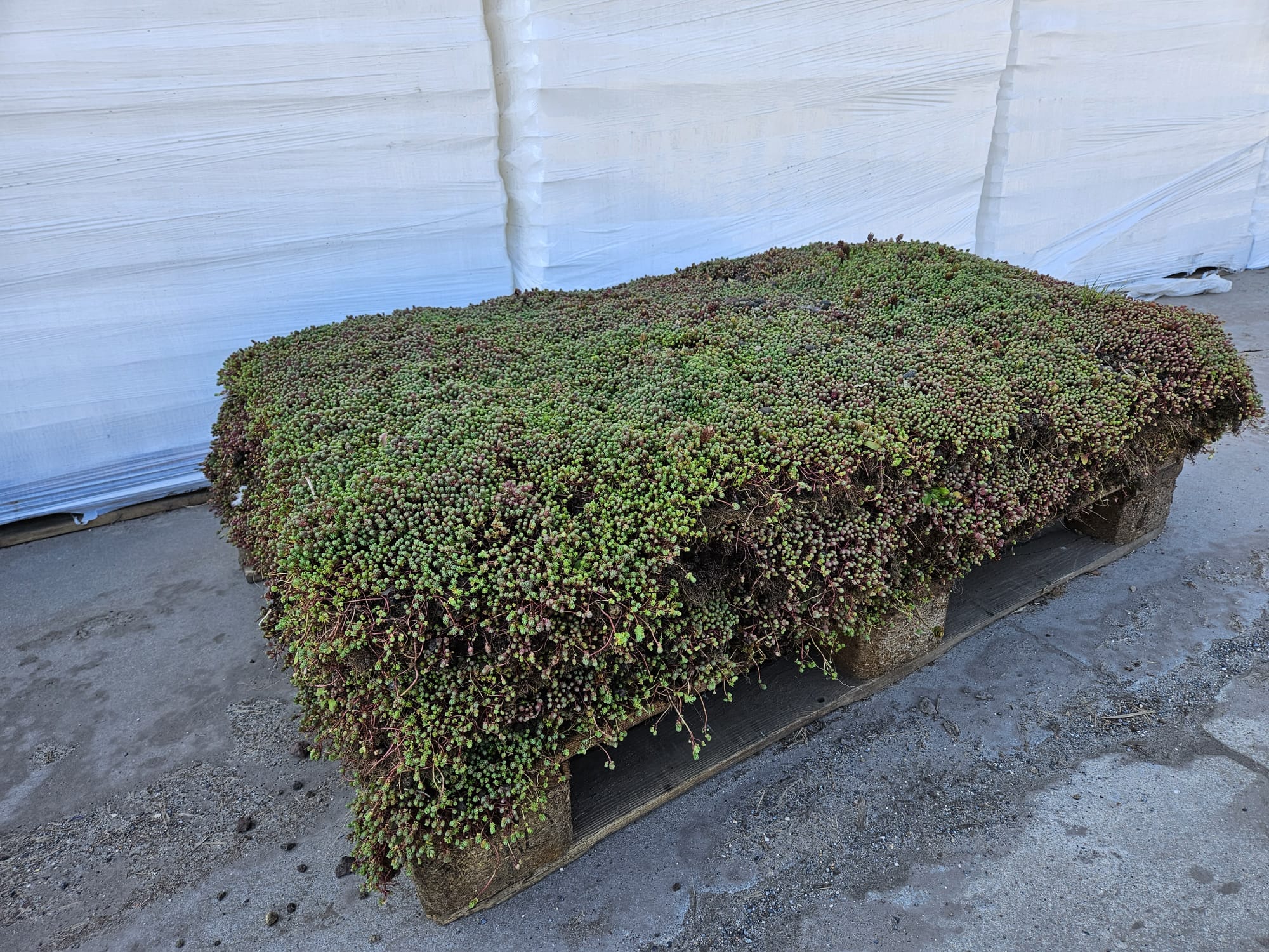 Groendak Sedummixmat - De Witte BV